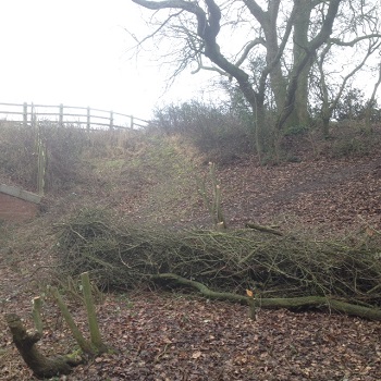 Wildlife Habitat Piles | Cawston Greenway