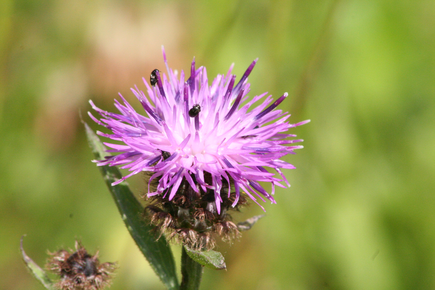It’s a Balancing Act | Cawston Greenway
